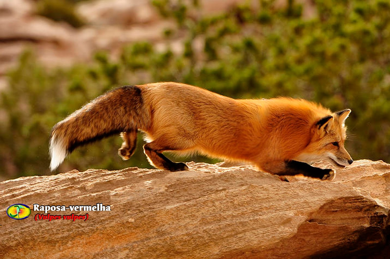 Zoologia: Raposa-vermelha (Vulpes vulpes)